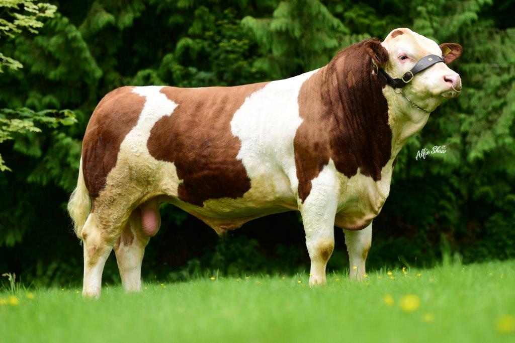 Portroyal Gilmore P stb. 50766. – Cellkim